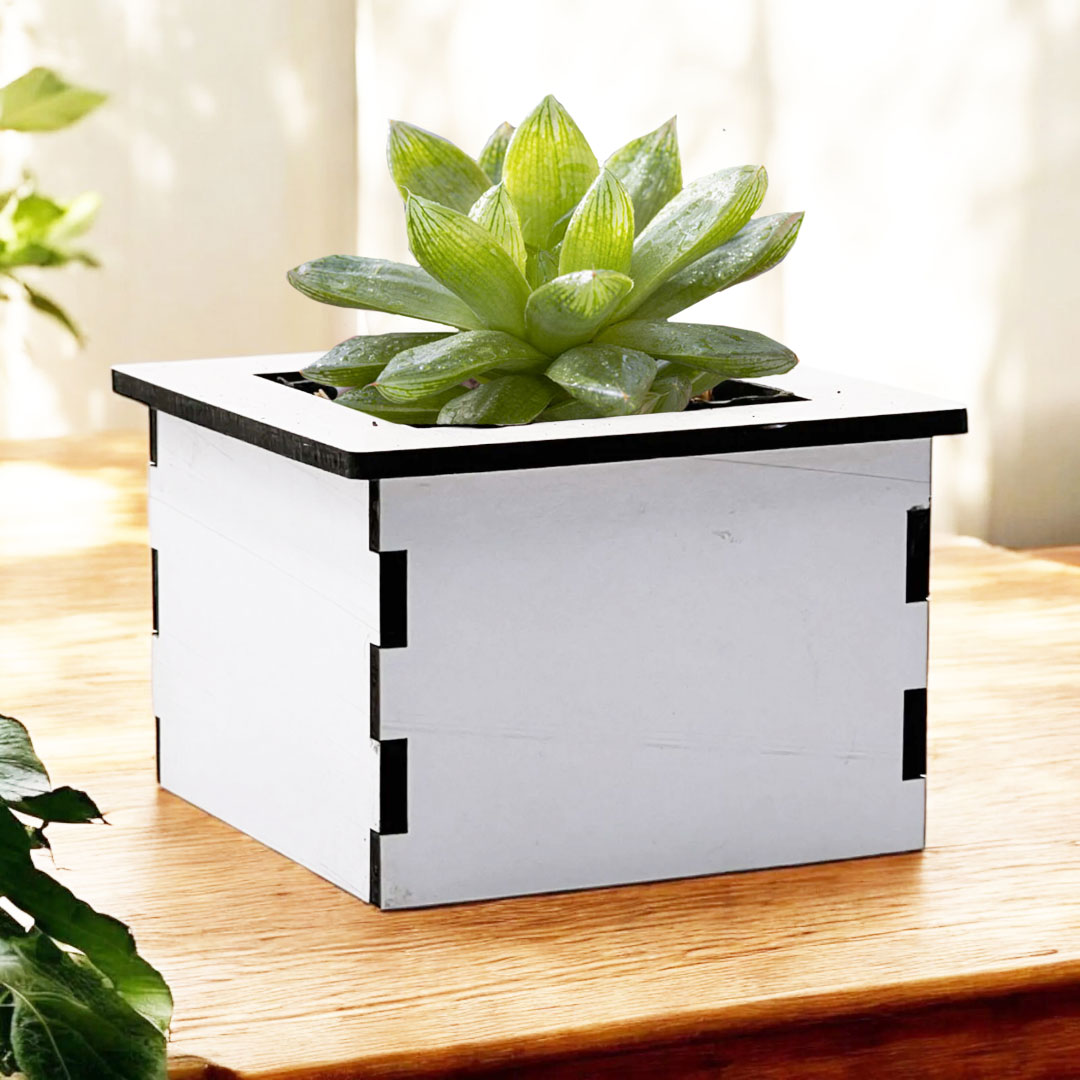 Cathedral Window Haworthia – Translucent Beauty | GreenGems